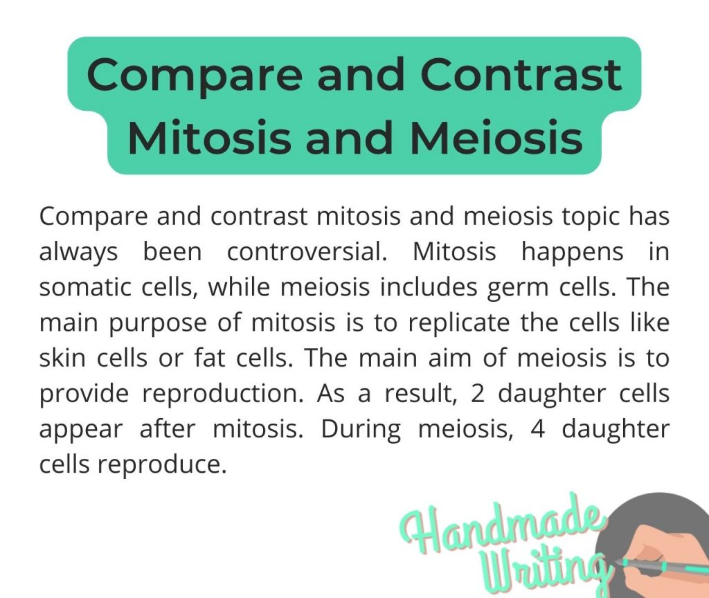 Essay Sample: Mitosis and Meiosis | Handmade Writing Blog